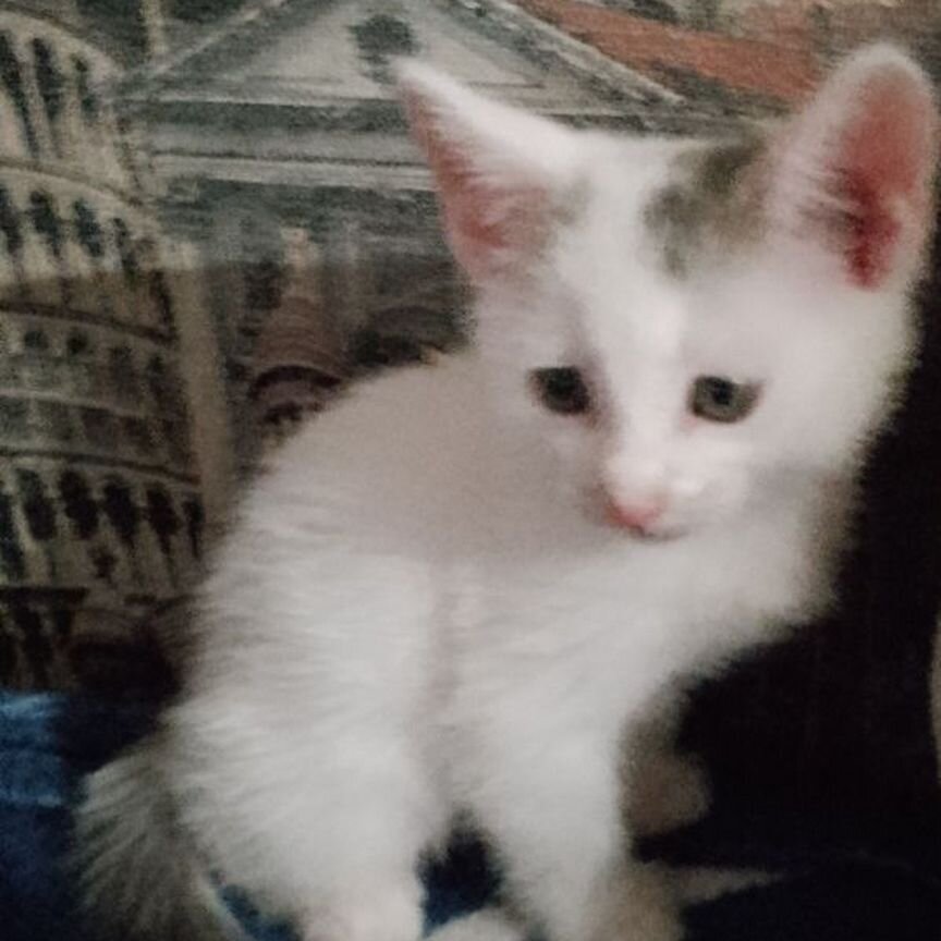 В добрые руки, замечательный мальчик