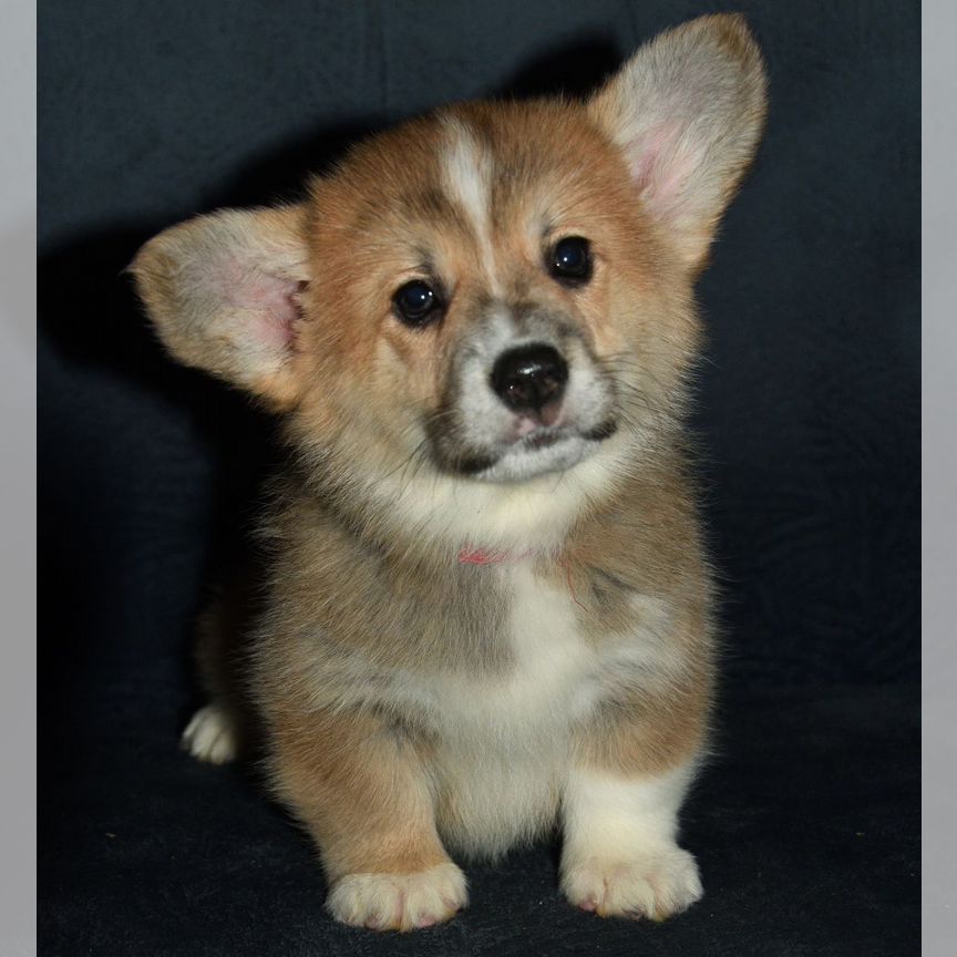 Вельш Корги Пемброк, щенок