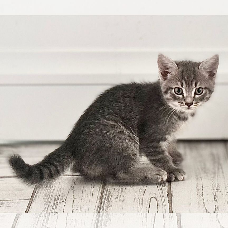 Котенок серенький мальчик в добрые руки