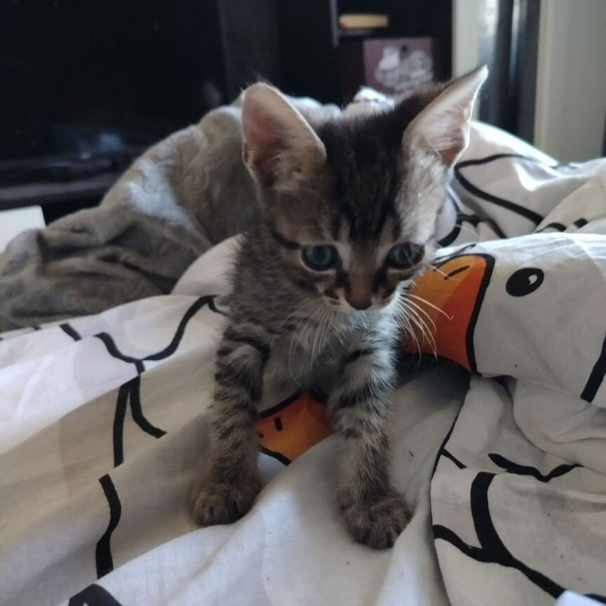 Подарю котика