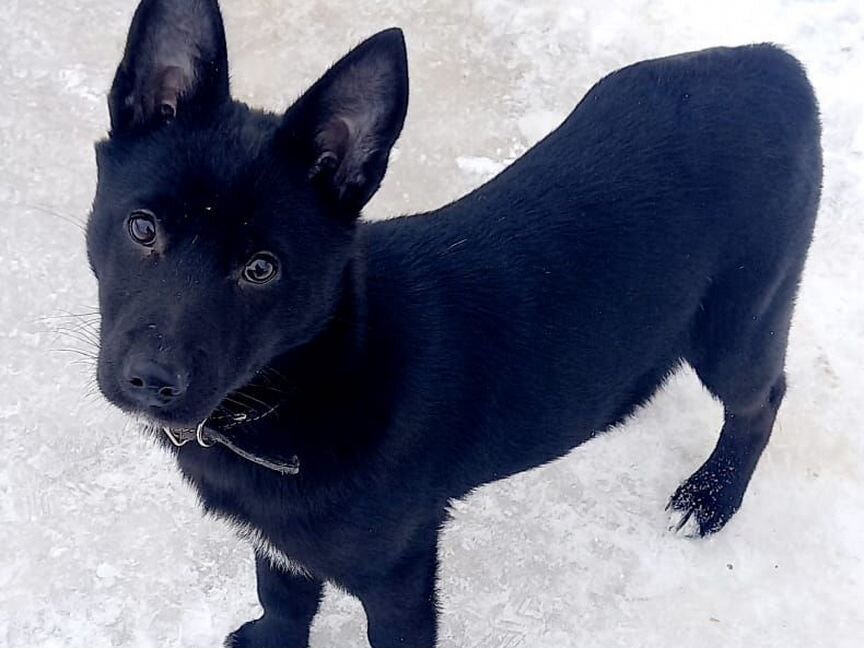 Щенок (помесь с лайкой)