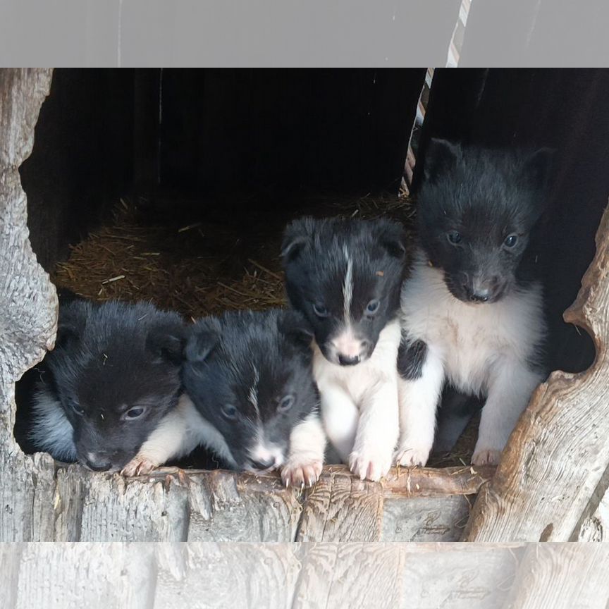 Русско-европейская лайка, щенок