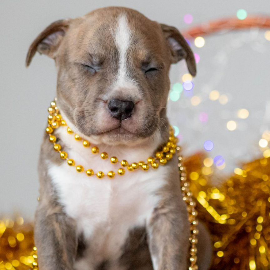 Крепкий голубо-тигровый малыш