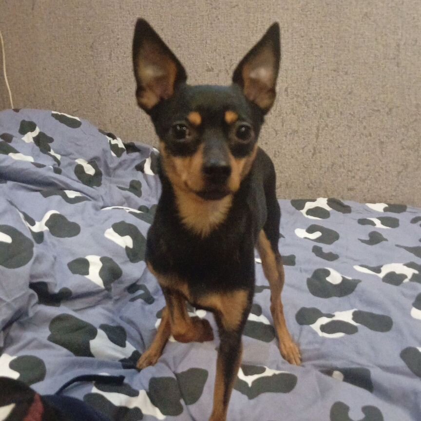 Той-терьер жених