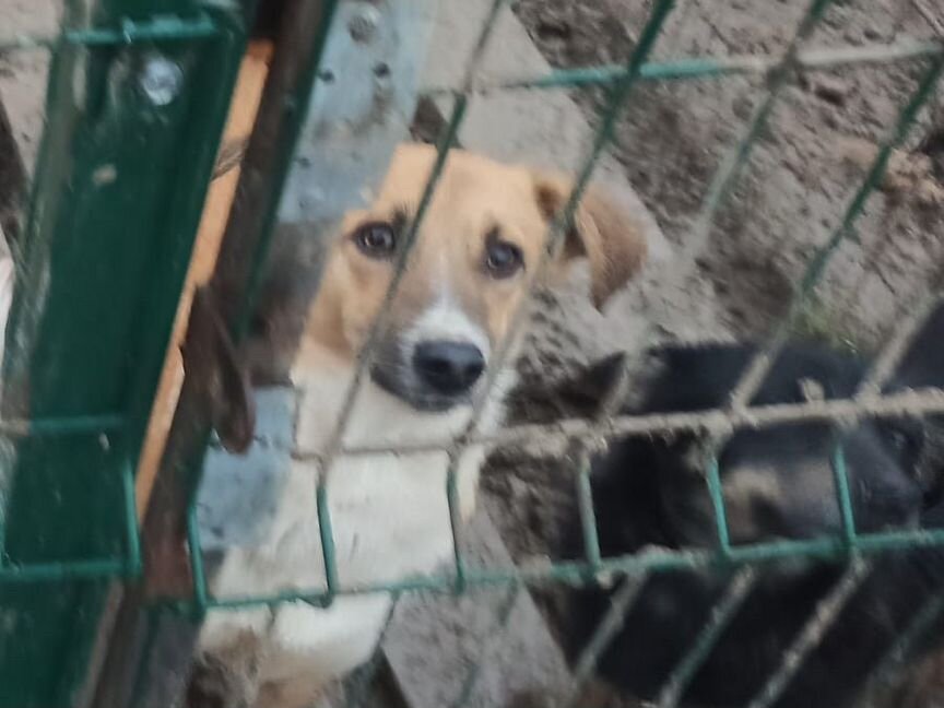 Тая - Щенок в добрые руки девочка