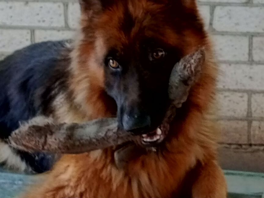 Случка немецкая овчарка