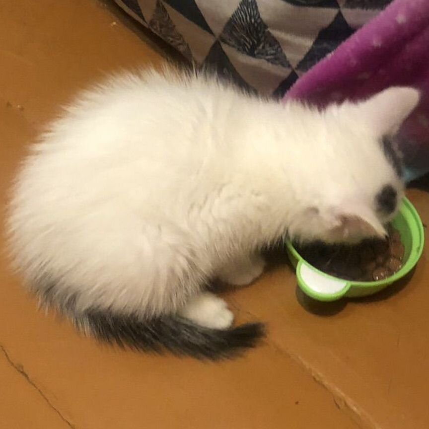 Кошки