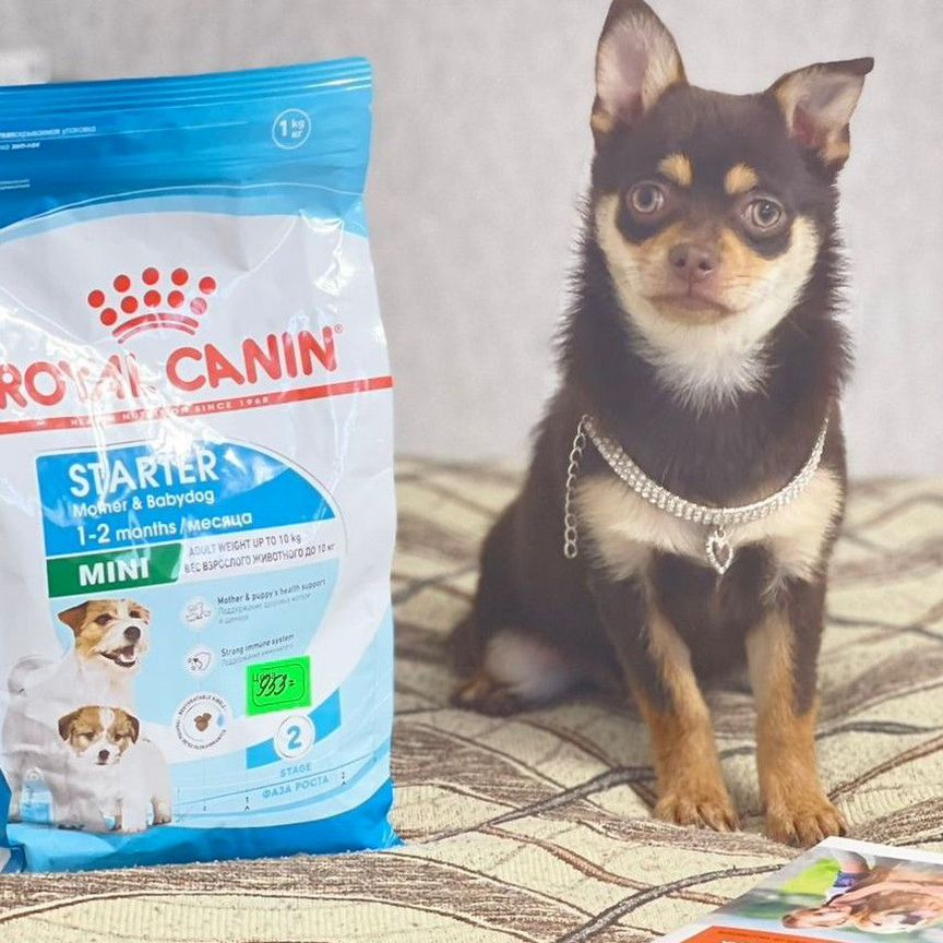 Чихуахуа дир