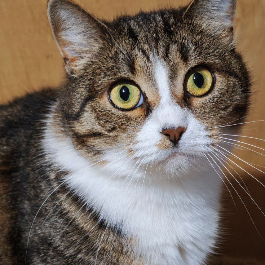 Взрослая, кошка в добрые руки