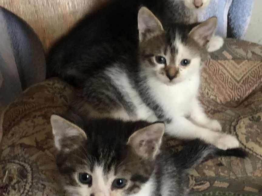 Котята в добрые руки