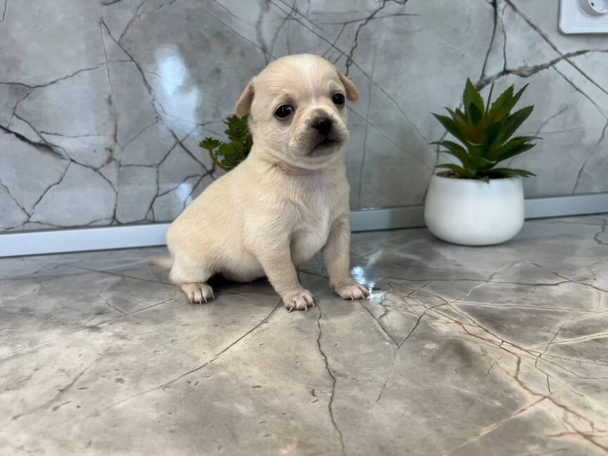 Щенки чихуахуа стандарт