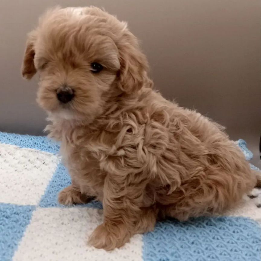 Мальтипу, щенок