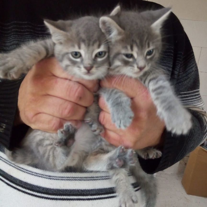 Котята в добрые руки, отдам котенка