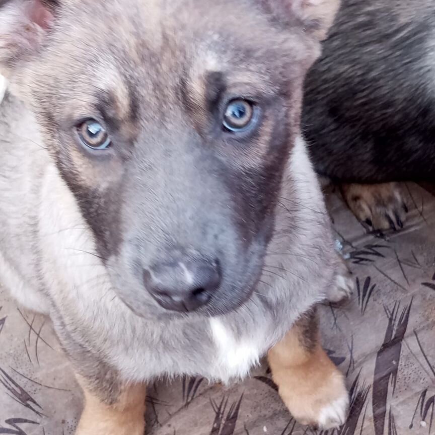 Щенок метис ищет дом