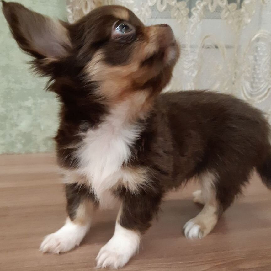 Чихуахуа, щенок