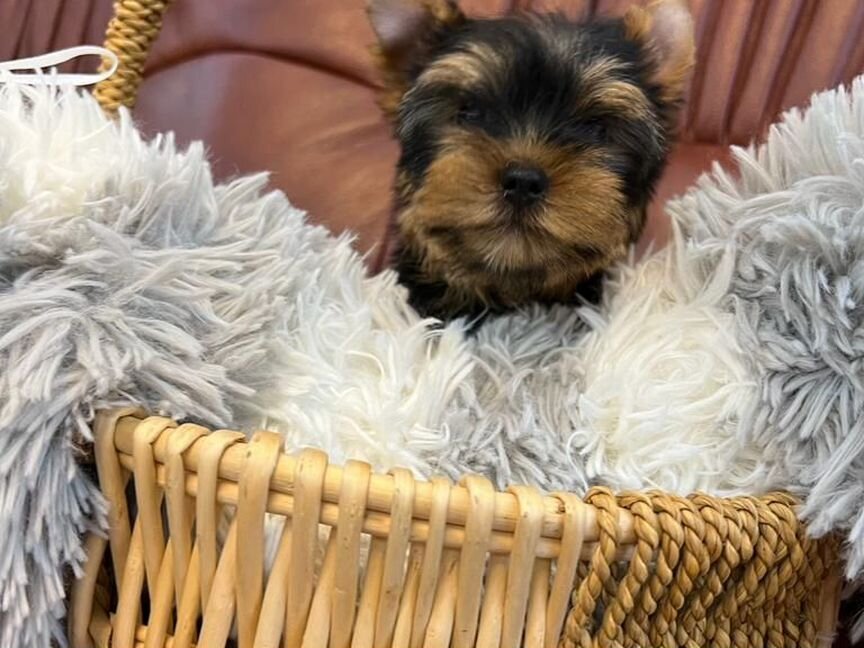 Йоркширский стандартный малыш Кевин Лайт РКФ