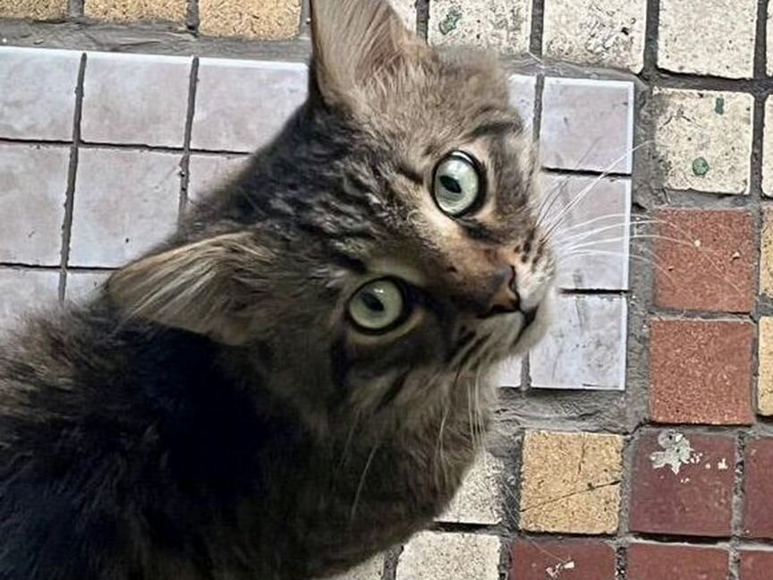 Семья уехала, а кот остался