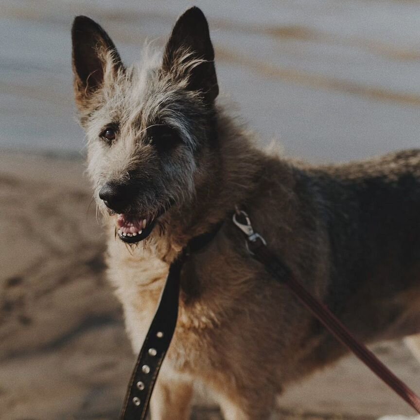 Тайга ищет семью