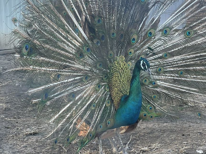 Павлины индийские