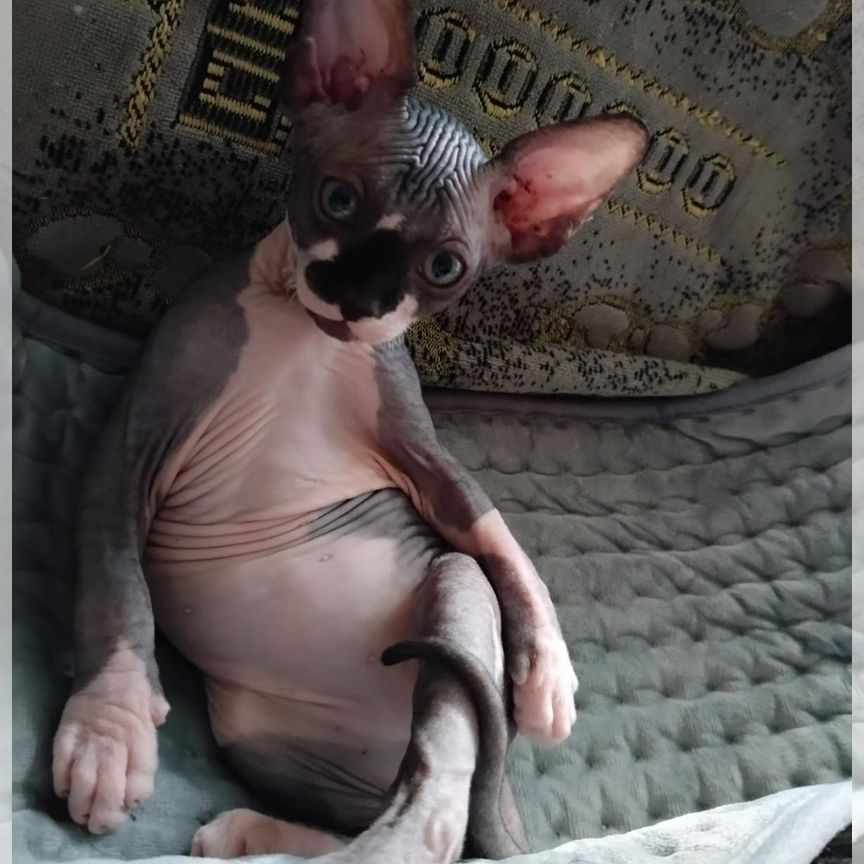 Сфинкс котенок