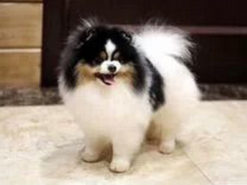 Померанский шпиц