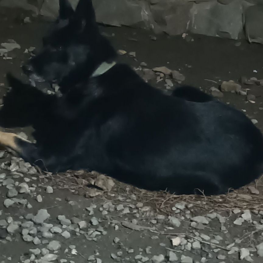 Немецкая овчарка