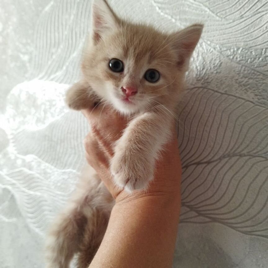 Котята в добрые руки бесплатно