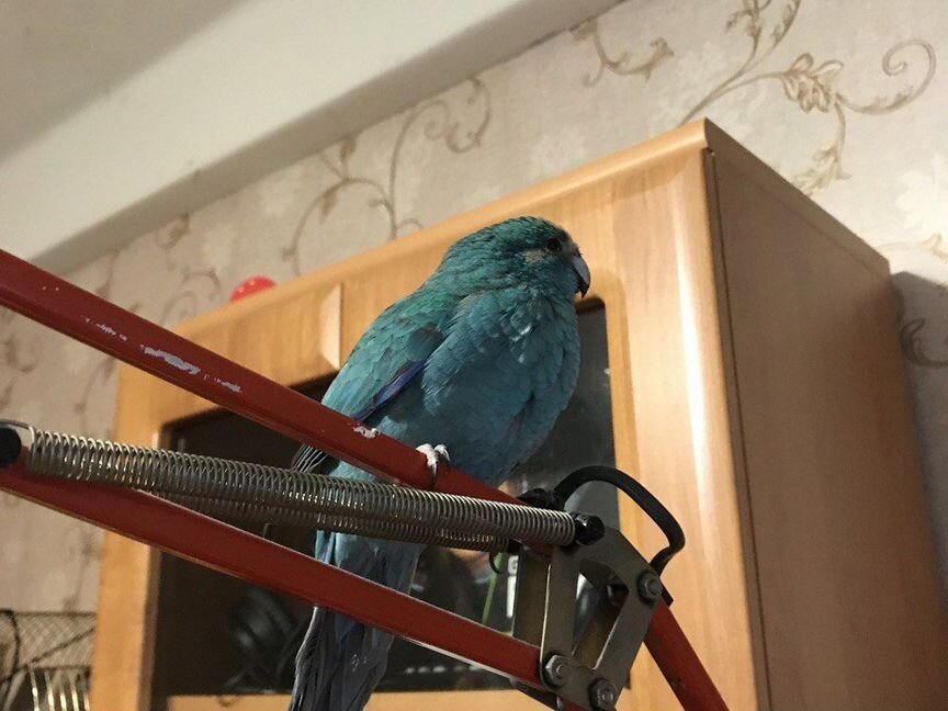 Попугай Какарик