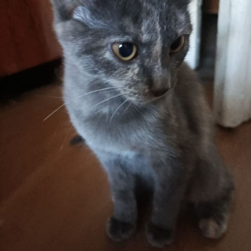 Кошечка