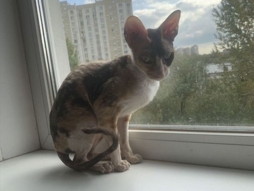 Корниш-рекс