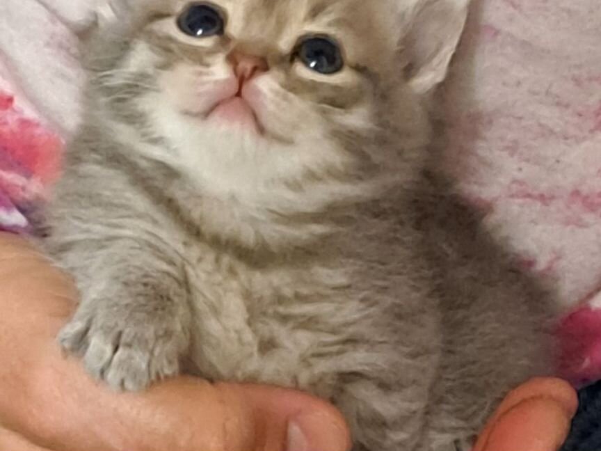 Котёнок (девочка) ищет дом