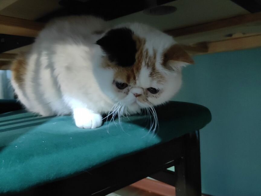 Экзотическая кошка