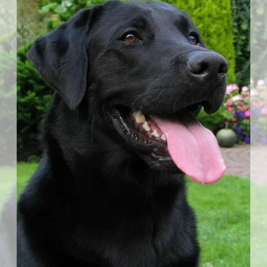 Лабрадор-ретривер, взрослая собака