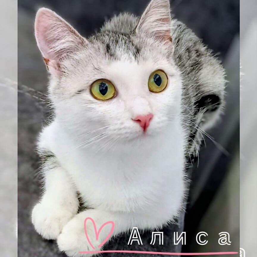 Европейский короткошёрстный котёнок