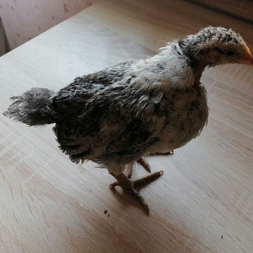 Цыплята 2.5 месяца