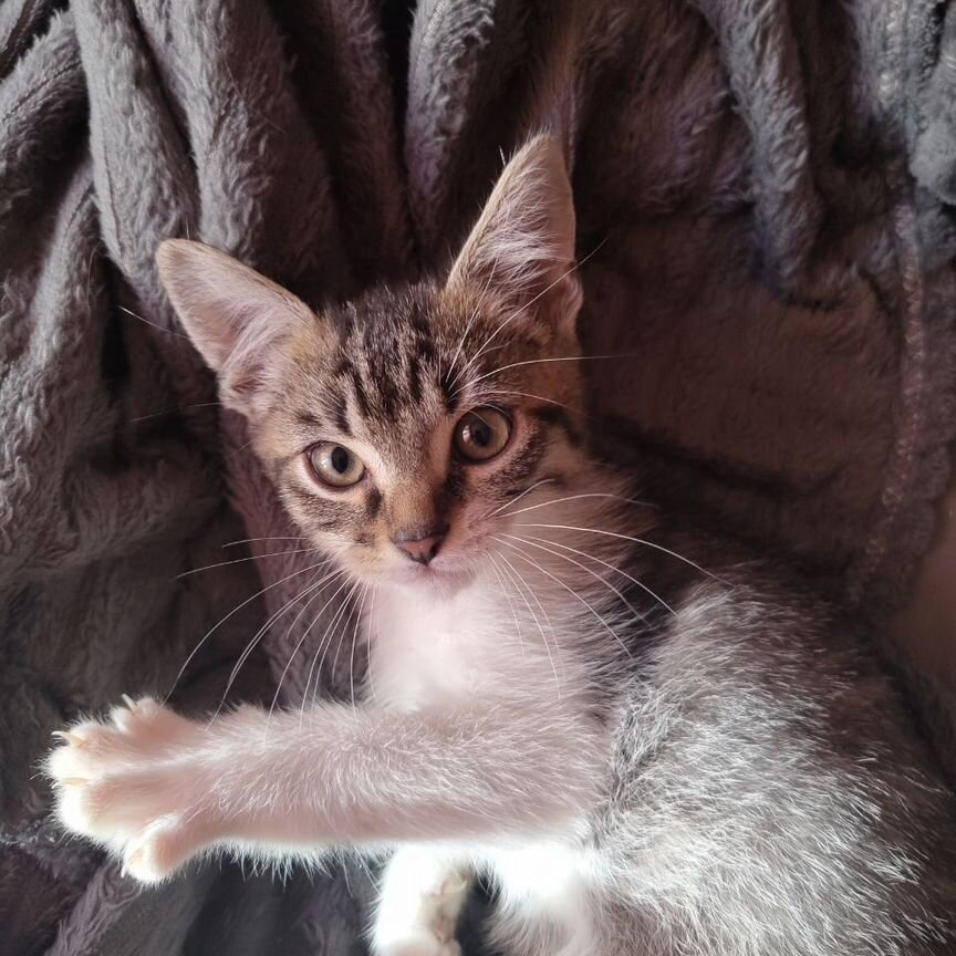 Котик