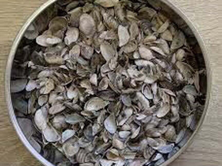 Ракушка речная