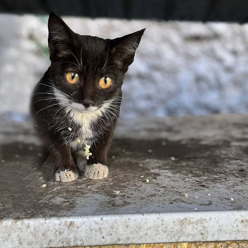 Ни одного звоночка на эту девочку
