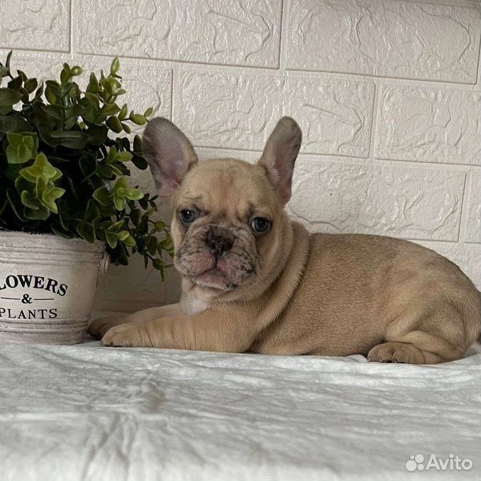 Мальчик лилово палевый Мерле