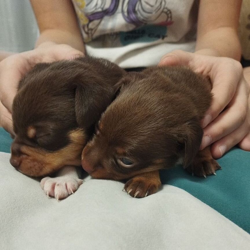 Русский той-терьер, щенок