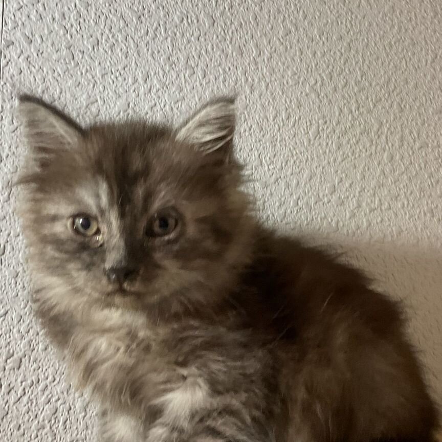 Сибирские котики