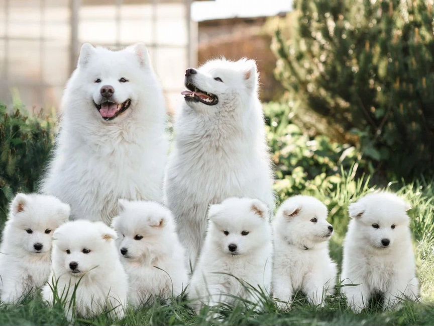 Самоед щеночек