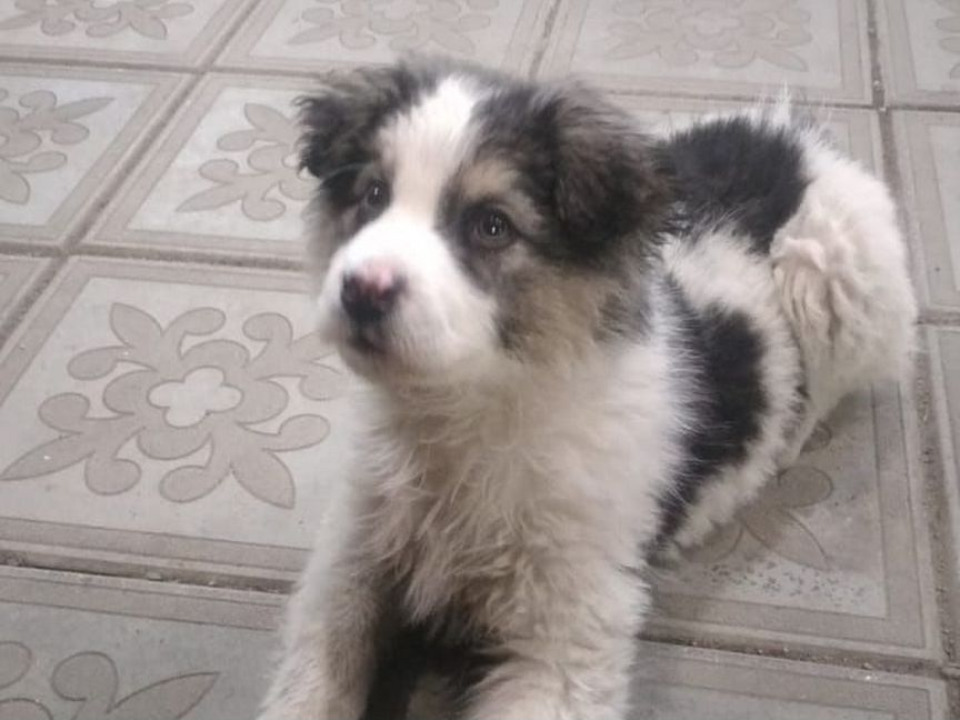 Щенок мальчик в добрые руки