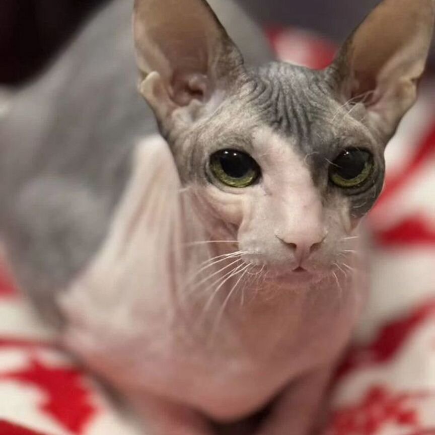 Канадский сфинкс(девочка)