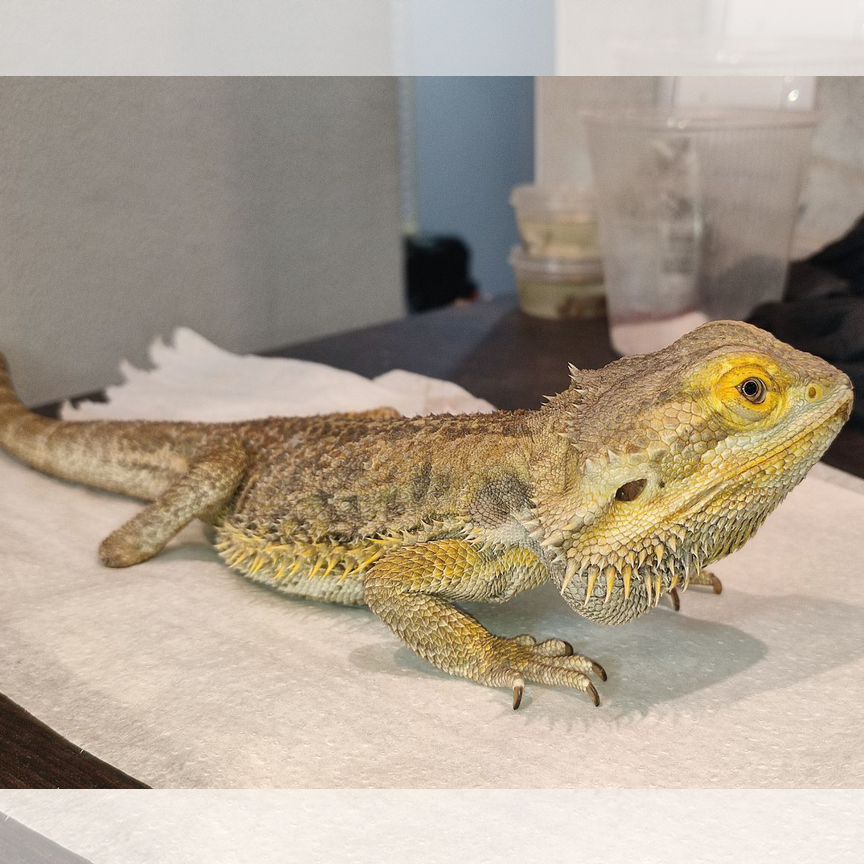 Бородатая агама взролый самец