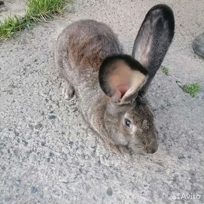 Кролики бельгийский великан