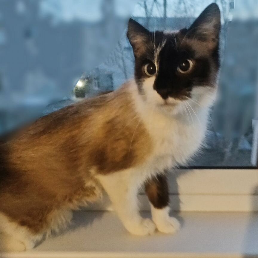 Взрослая, кошка в добрые руки