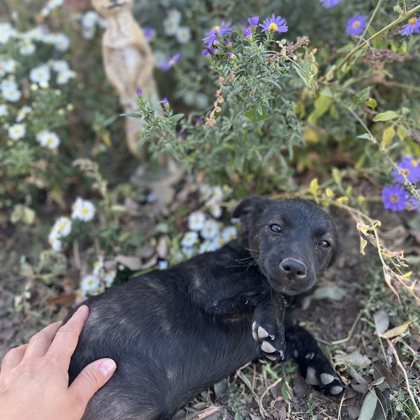 Хорошие щеночки бесплатно с доставкой на дом