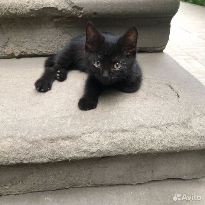Котенок Черничка в добрый дом