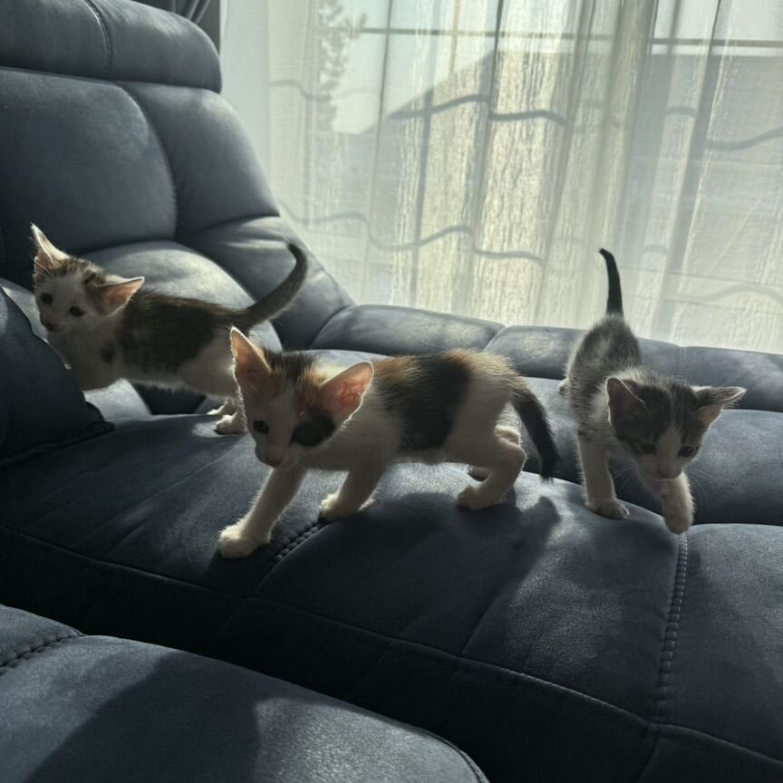 Котята в добрые руки